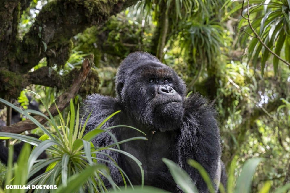 Getting to Know Dr. Sonya: Part 3 | Gorilla Doctors