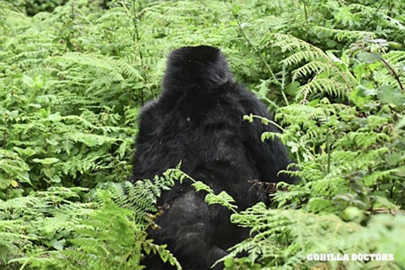 Our Hospital is the Forest: Gorilla Doctors treat a mountain gorilla in ...
