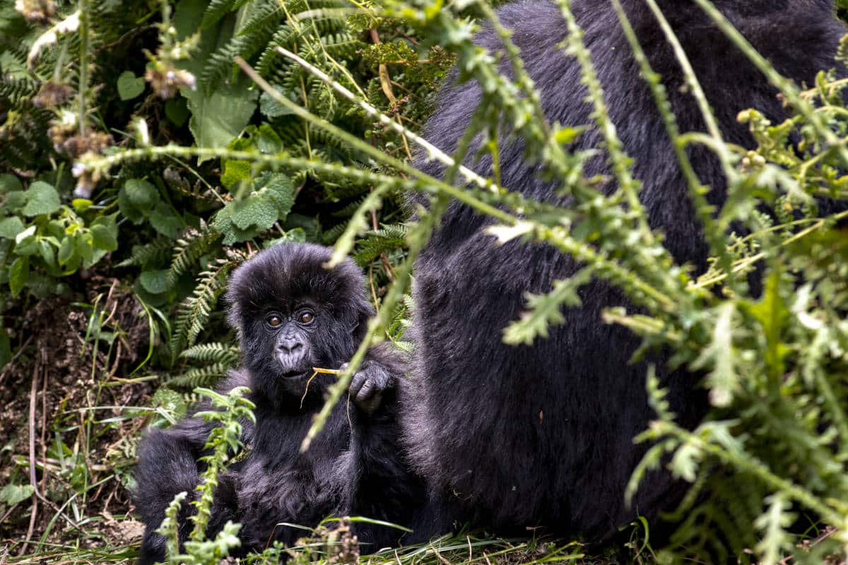 Visit Gorilla Doctors and Learn About Our Work | Gorilla Doctors