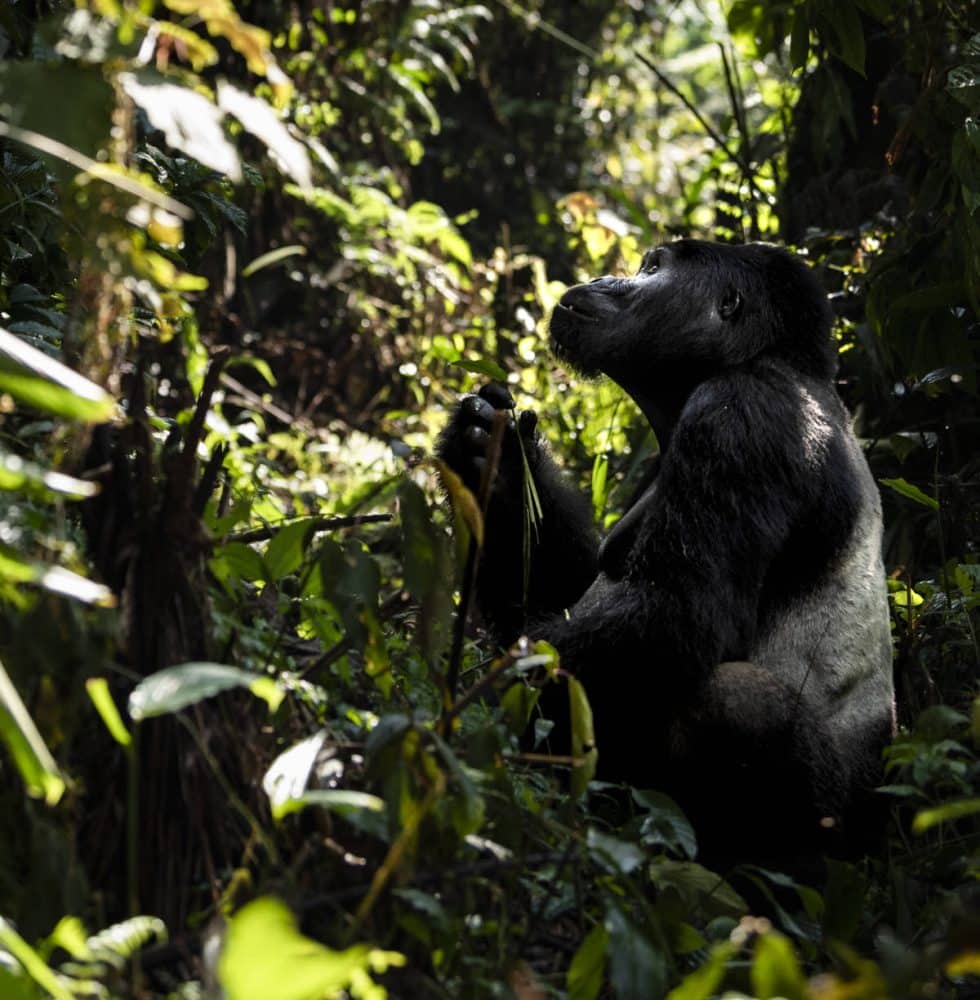 Our Core Values Behind Science and Wildlife Care | Gorilla Doctors