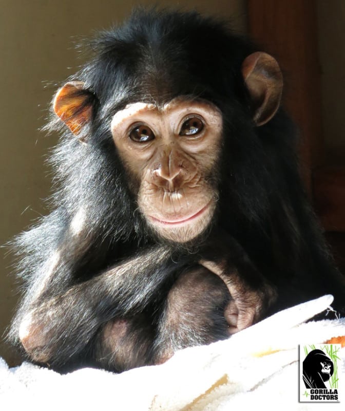 Orphan Chimp Regaining Health After Poaching Ordeal | Gorilla Doctors