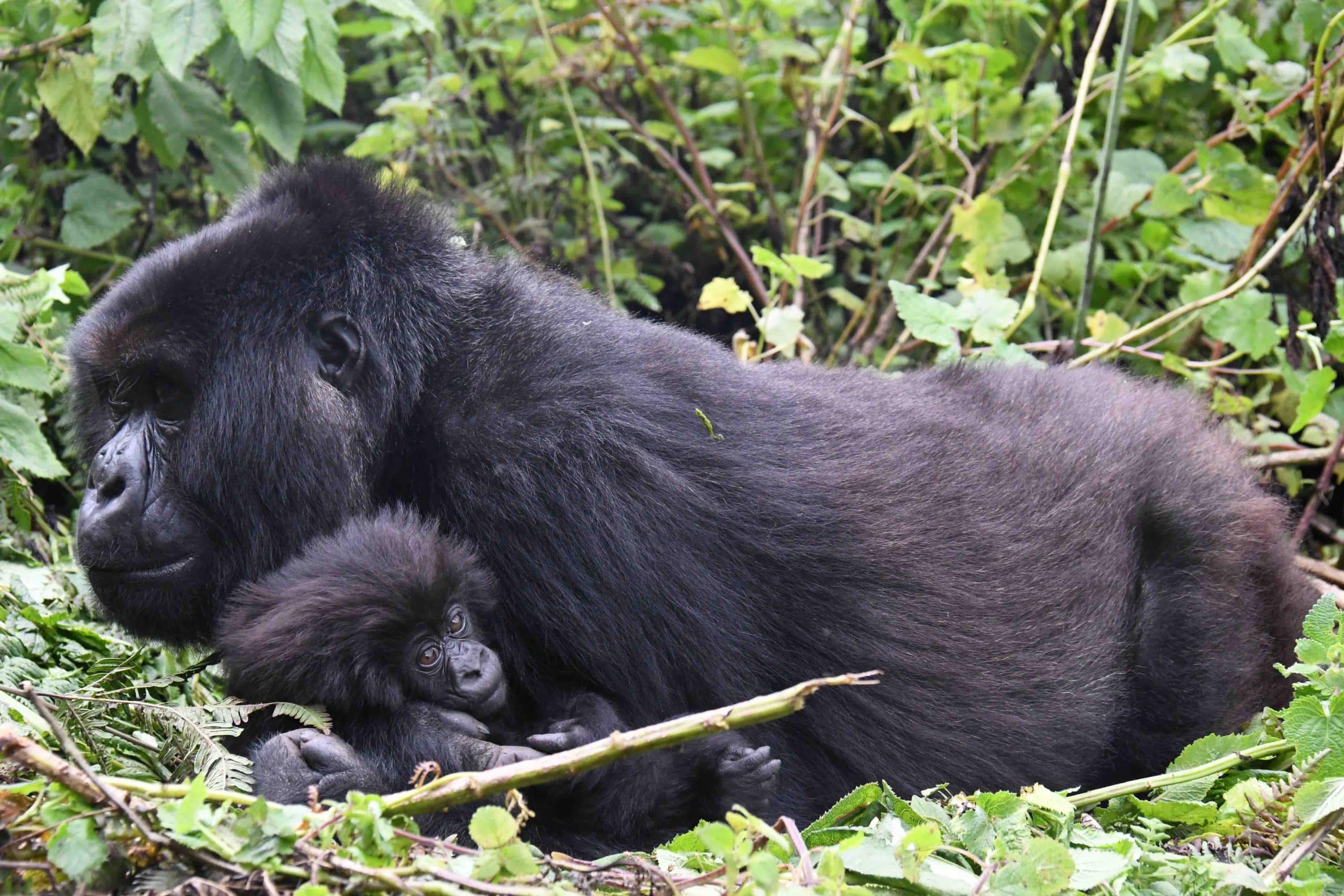 Vital Signs: The Health Story of Pablo Group | Gorilla Doctors