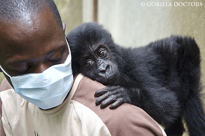 Dr. Martin Reflects on His ‘Great Opportunity’ Working With Gorilla ...