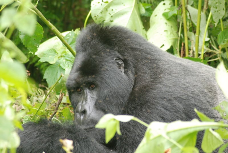 Death of silverback Ndahura | Gorilla Doctors