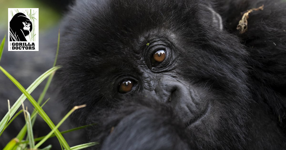 Keeping Eastern Gorillas Healthy | Gorilla Doctors