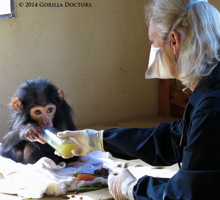 Orphan Chimp Regaining Health After Poaching Ordeal | Gorilla Doctors